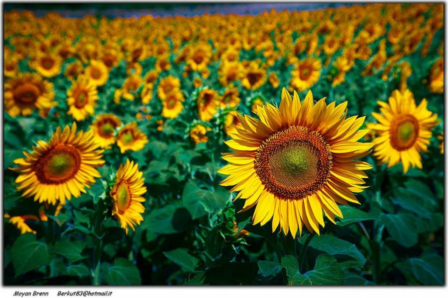 Los claveles: una multitud de colores | Plantas