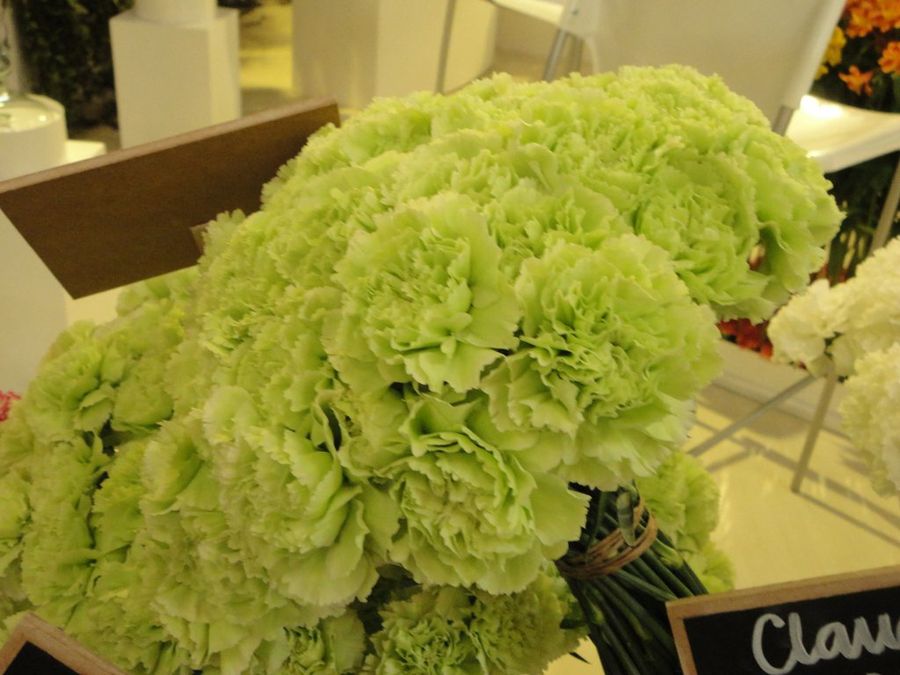 Los claveles: una multitud de colores | Plantas