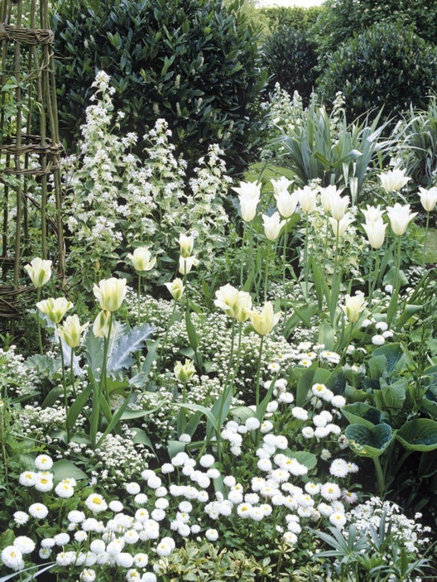 Jardines hermosos: imágenes llenas de pureza y paz con blanco | Plantas