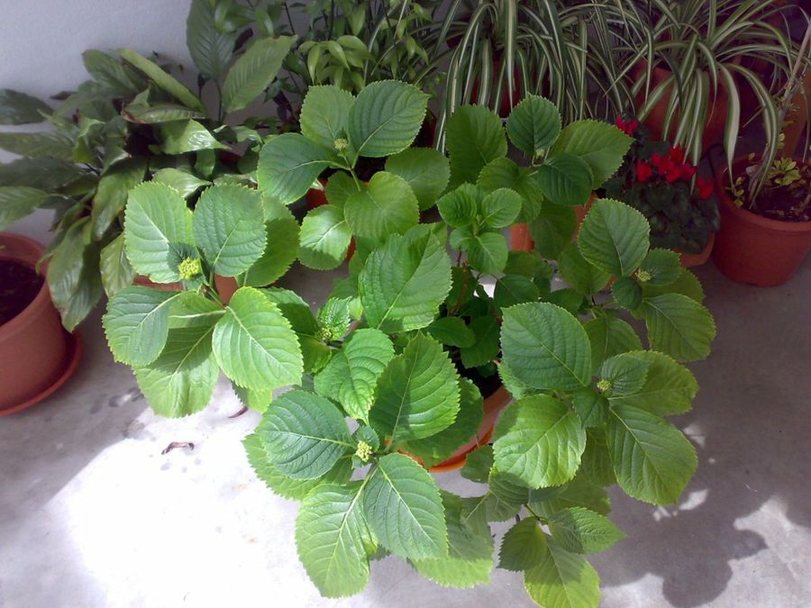 Algunas de mis macetas | Plantas