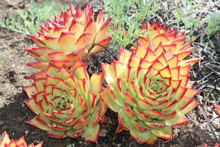 Cultivar en un invernadero: tips y recomendaciones | Plantas Cultivar en un invernadero: tips y recomendaciones | Plantas