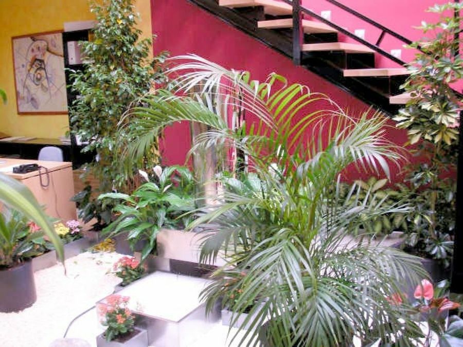 Papiro: explicaciones y tips | Plantas