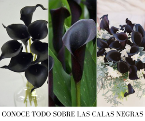 Calas en macetas: consejos y trucos | Plantas