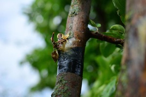 Todo lo que debes saber sobre los injertos frutales | Plantas